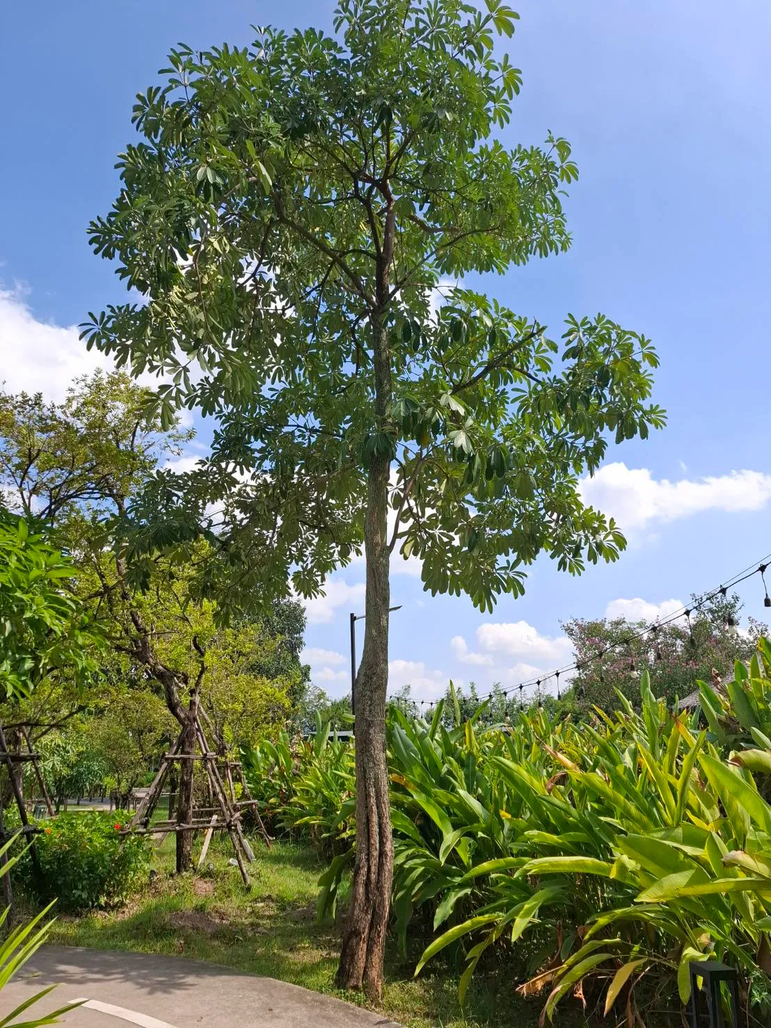 พญาสัตบรรณ (Blackboard tree, Devil tree)