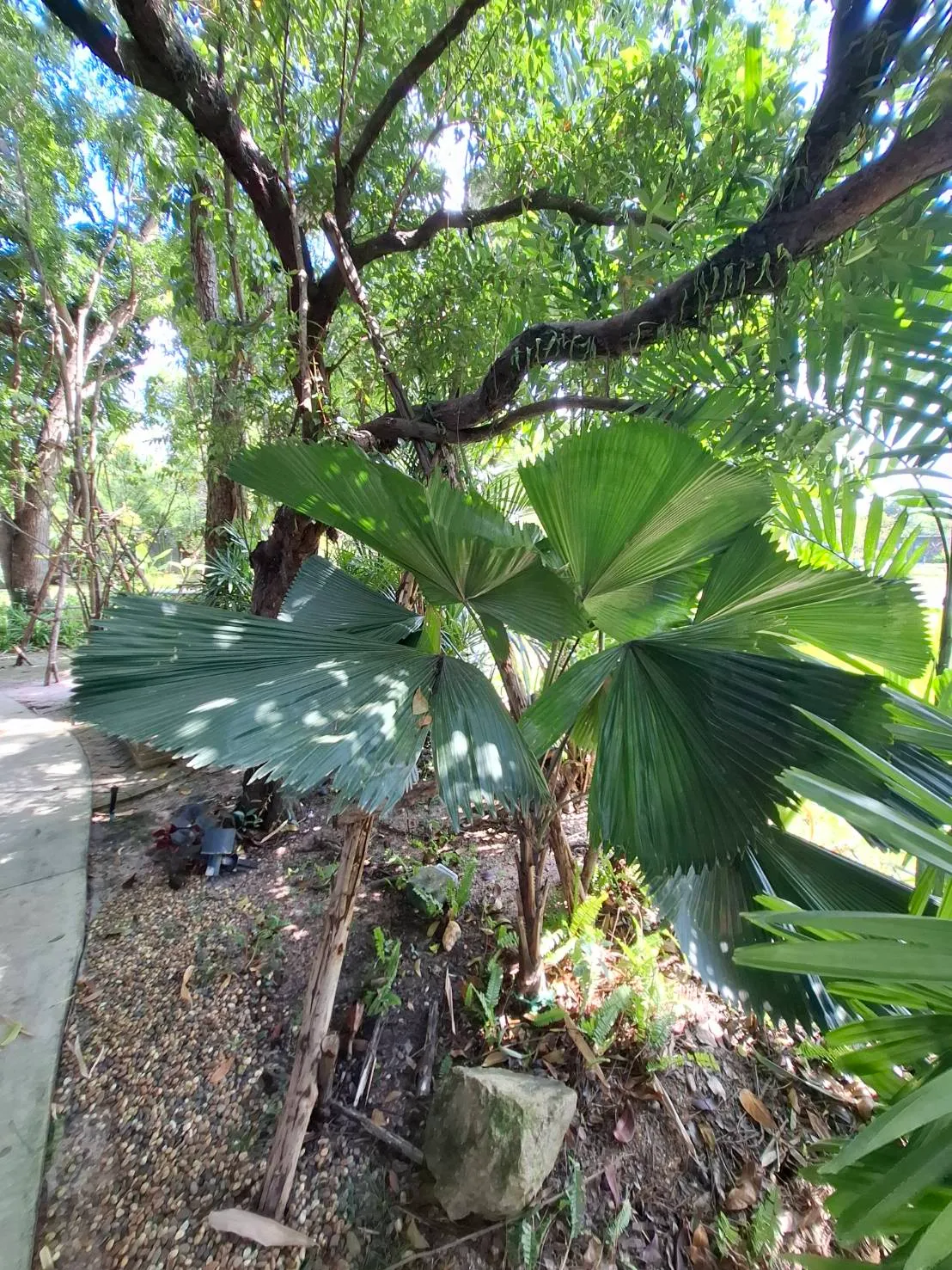 ปาล์มจีบ (Vanuatu Fan Palm)