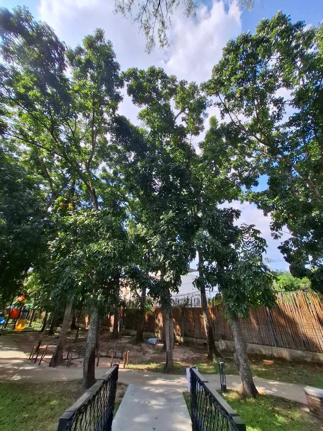 Mahogany (Dominican mahogany)