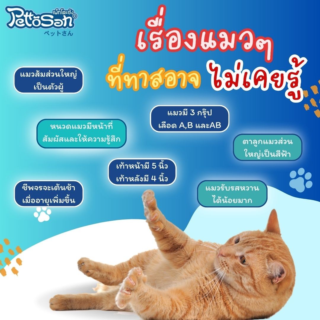 Pettosan Unveils Fascinating Cat Facts You Might Not Know