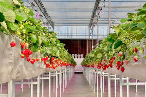 Strawberry Greenhouse Production @Bangkok