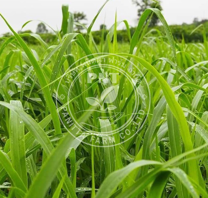 รูซี่ (Ruzi Grass)