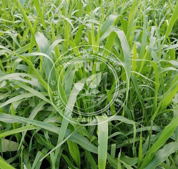 รูซี่ (Ruzi Grass)