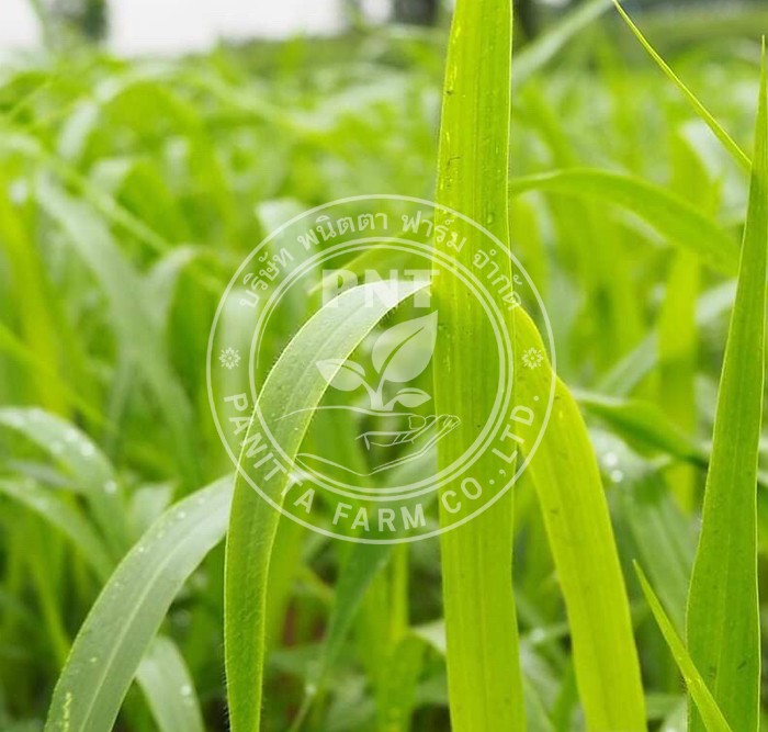 รูซี่ (Ruzi Grass)