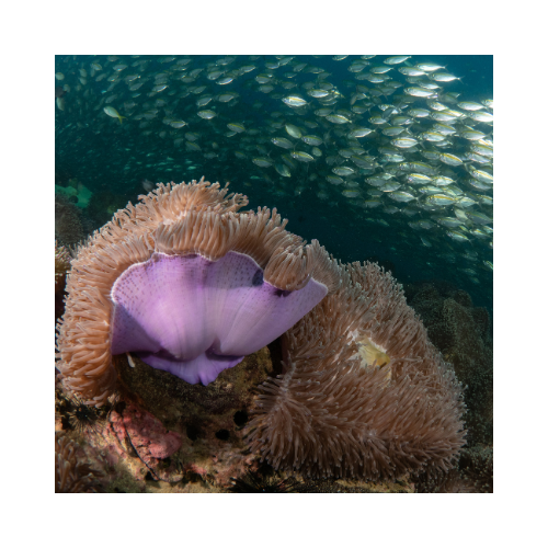 Mojo diver Kohtao Fundive