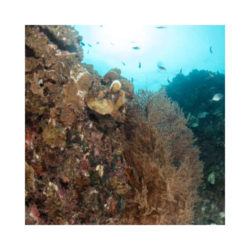 Mojo diver Kohtao Fundive