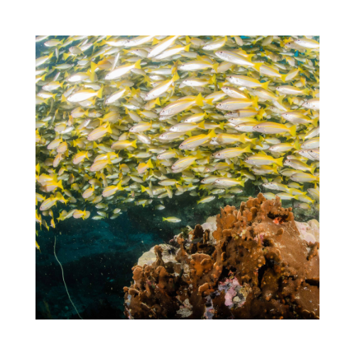 Mojo diver Kohtao Fundive