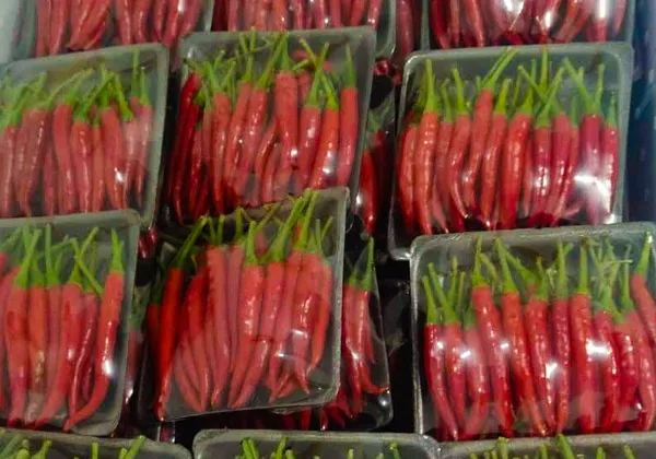Red Chilli