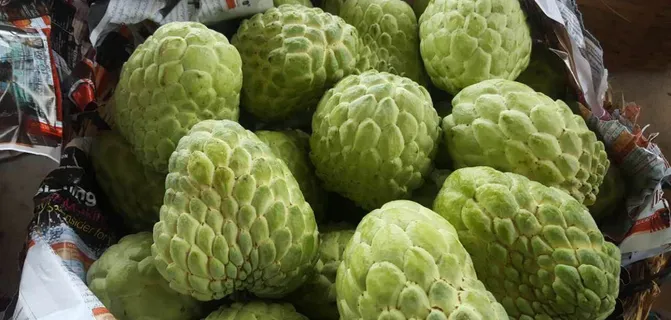 Sugar Apple