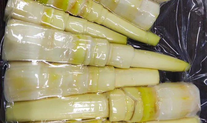 Bamboo Shoot