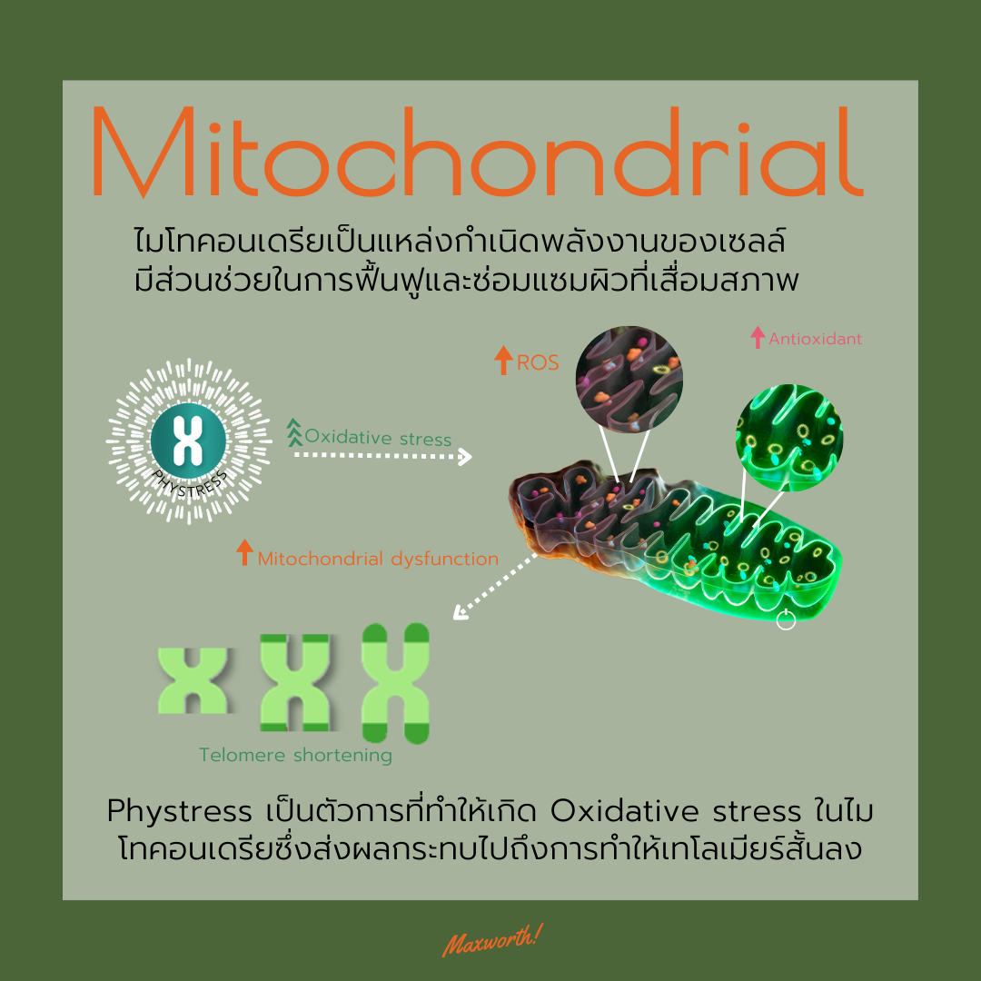 Mitelion™ - extract tackling pystress