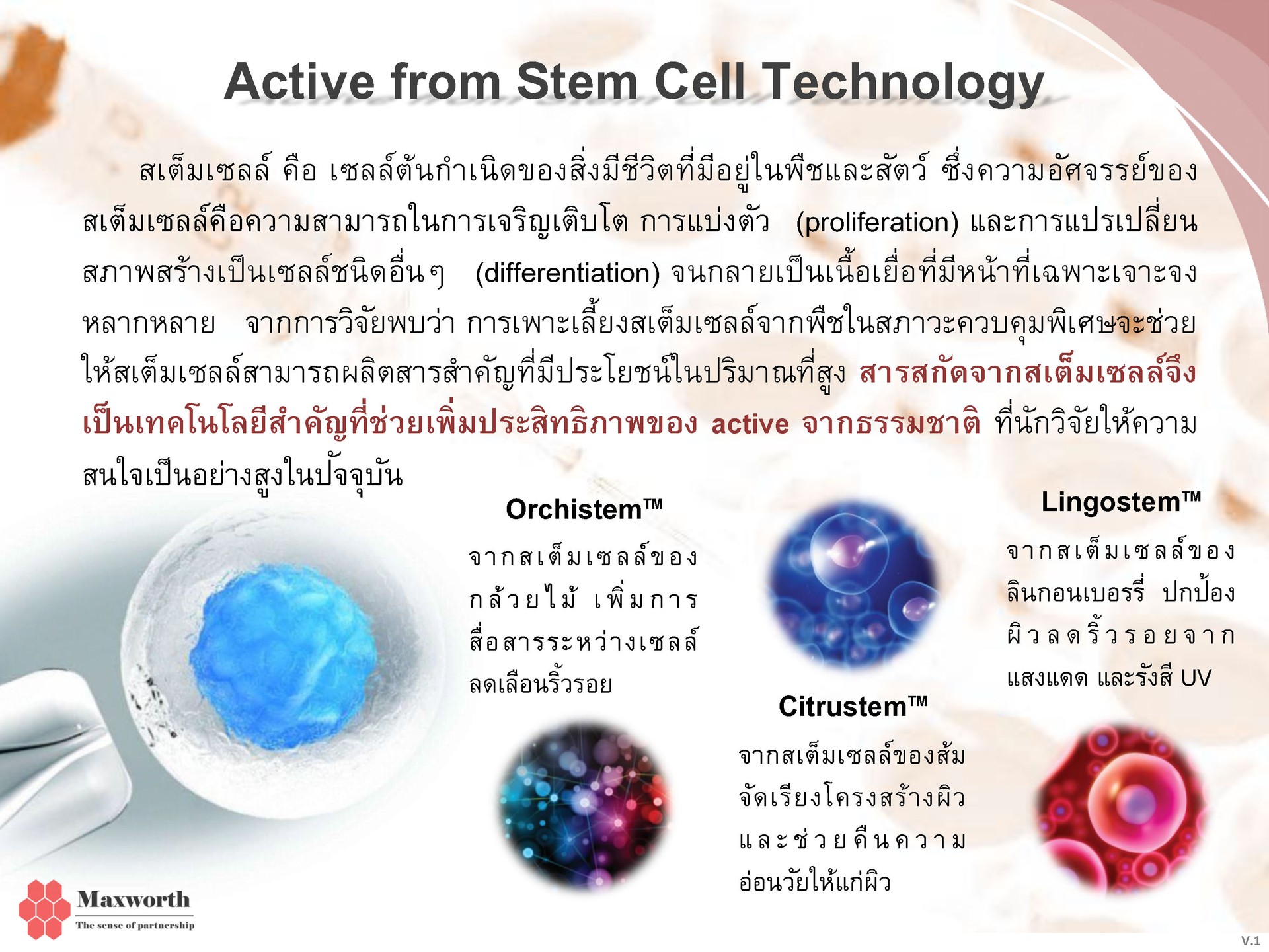 Impressive active from plant stem cells