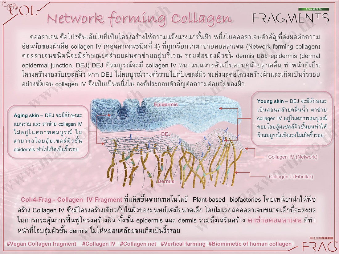 Col-4-Frag™ – waving the collagen net