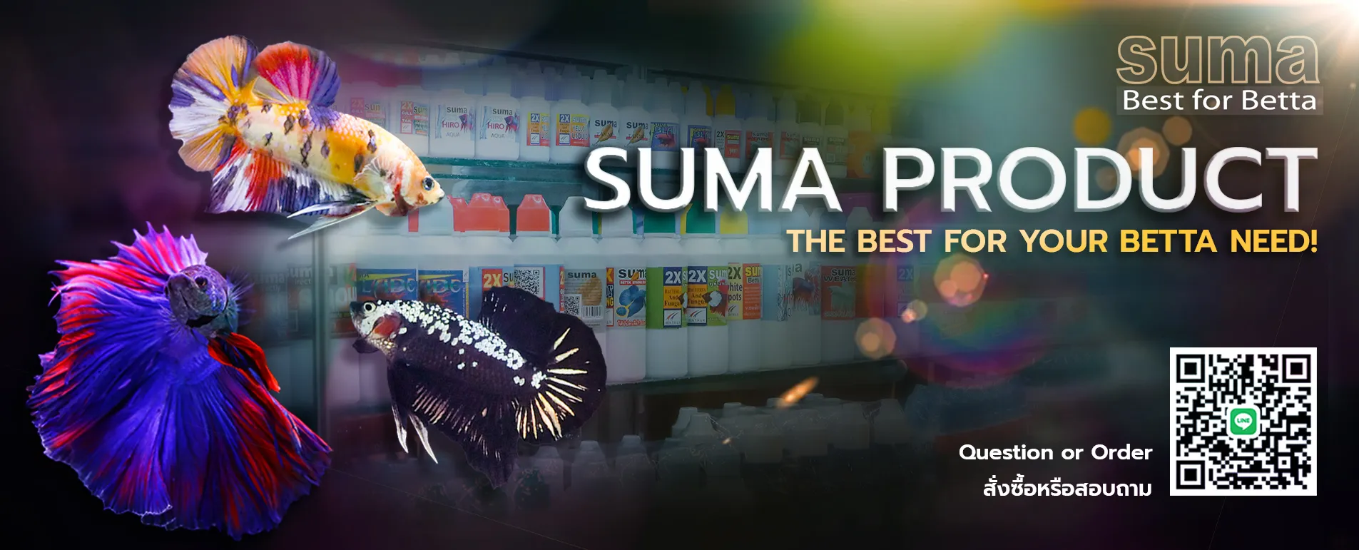 OUR SHOW QUALITY BETTA