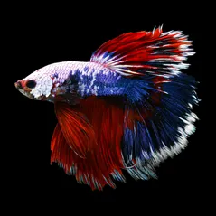 OUR SHOW QUALITY BETTA