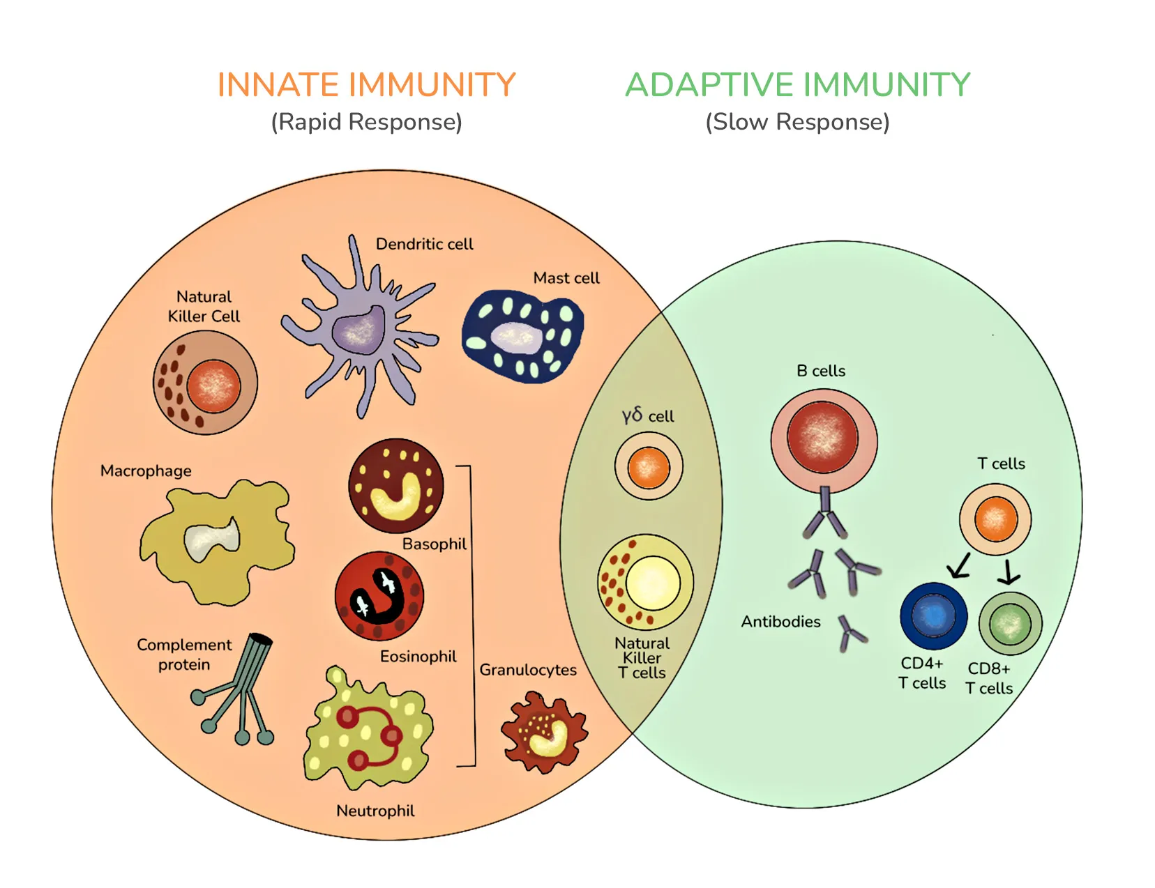 Immune Profile Test