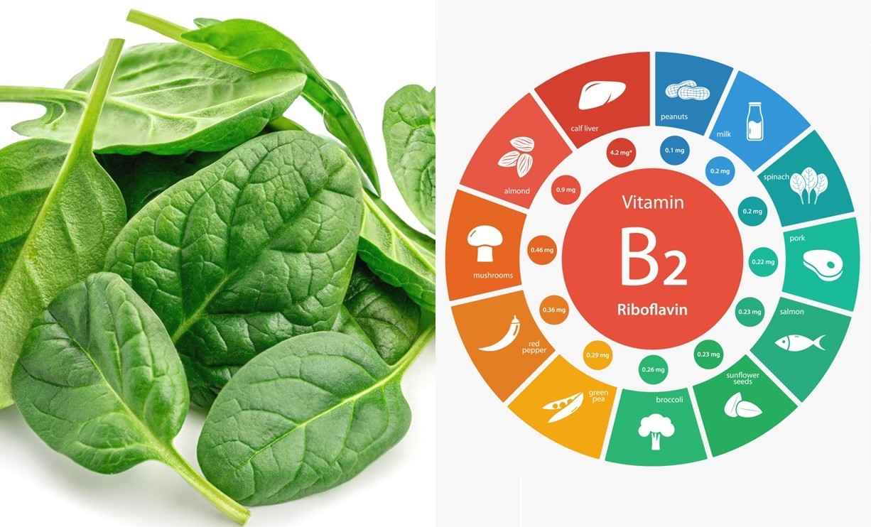 วิตามิน บี2, Vitamin B2