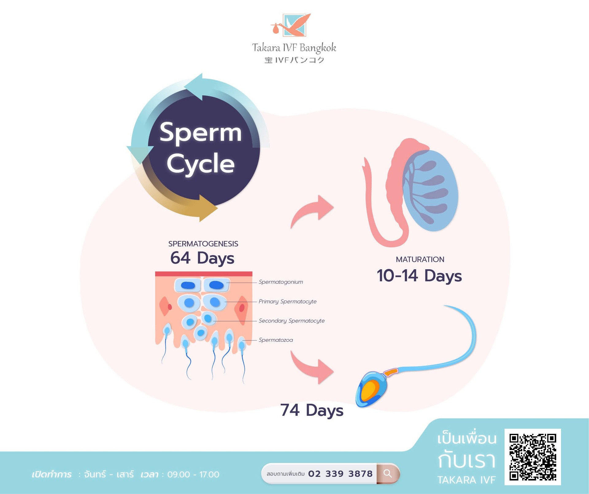 sperm maturation process